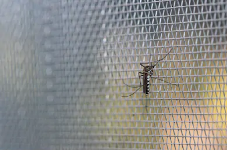 NATIONAL WIRE NETTING - Mosquito Net